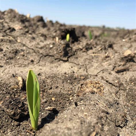 Corn Planting Nearly Halfway Complete