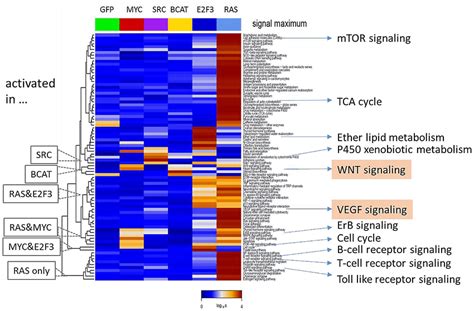 Psf Map Of The Oncogenic Pathway Activation Data Download Scientific Diagram