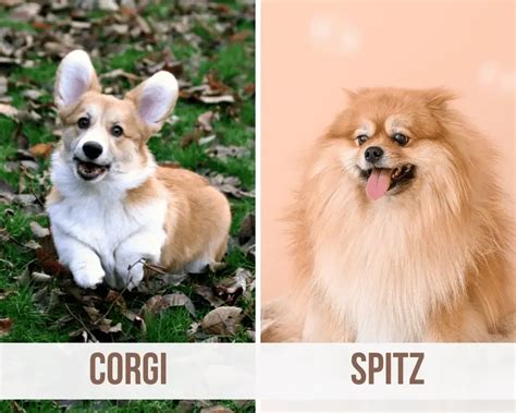 Corgi Mix Die 16 Beliebtesten Corgi Mischlinge