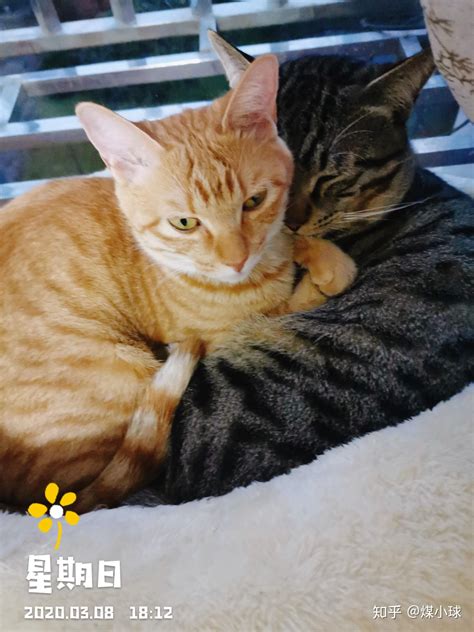 黄色狸花猫和普通的狸花猫到底有什么本质区别？ 知乎