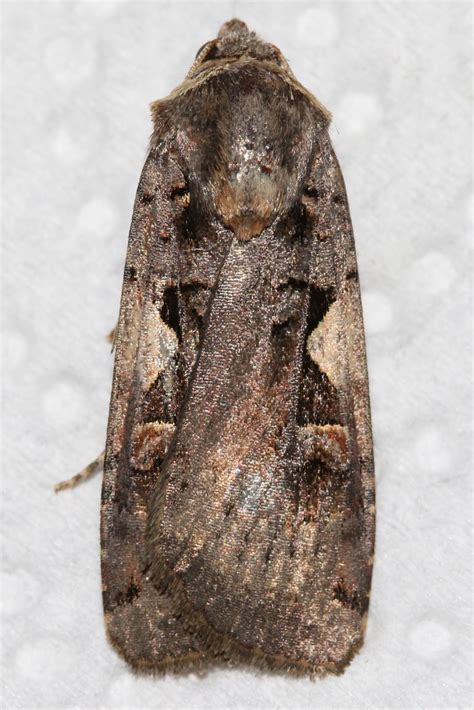 Butterflies Dragonflies Moths And Other Insects Setaceous Hebrew