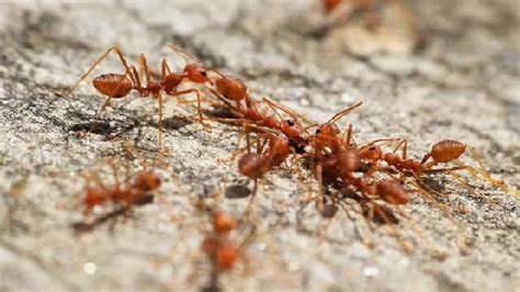 Tips Mencegah Tangan Gatal Gatal Akibat Gigitan Semut Merah Habadaily