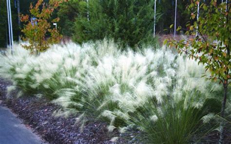 Muhly Grass ‘white Cloud Bella Jardins Boutique