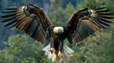 Premium Photo Photo Of A Regal Bald Eagle Soaring With Fierce Grace