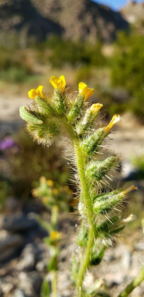 Bristly Fiddleneck Plant In The Desert