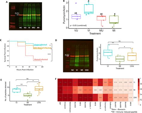 Effect Of Mating And Infection On Protein Synthesis A Representative Download Scientific