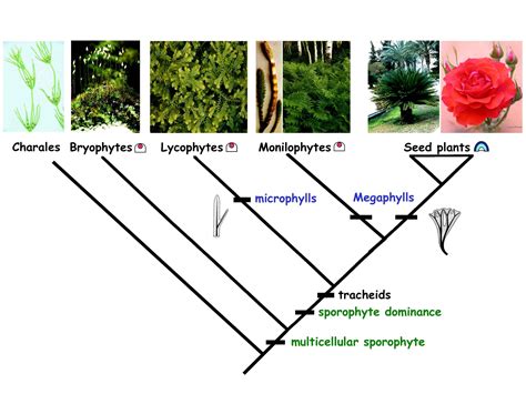 Plant Evolution Diagram