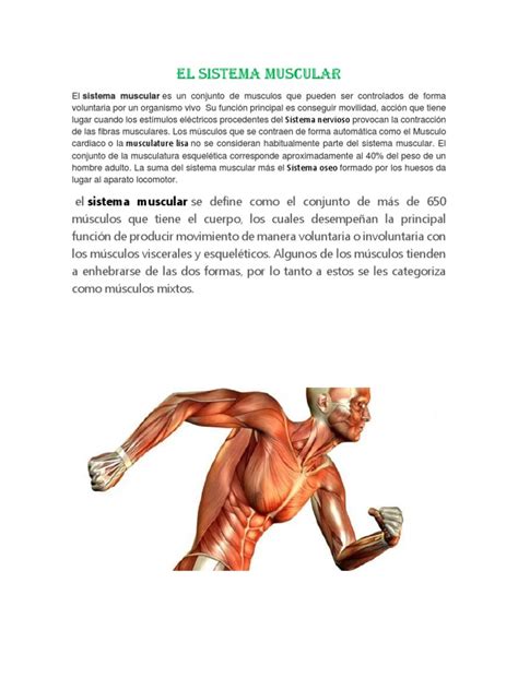 El Sistema Muscular Pdf Músculo Esquelético Anatomía