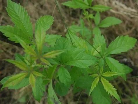 Vitex Negundo Leaves Karunocci Sambhalu Patti Neergundi Patti At ₹ 20 Kg Rangareddy Id