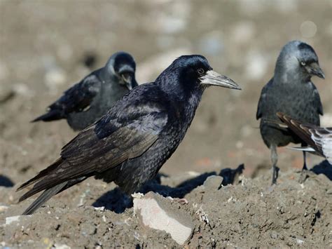 100 Fondos De Fotos De Rook Bird