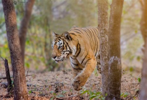 Bengal Tigers Naturlige Habitat Bengal Tiger Facts Diet Habitat