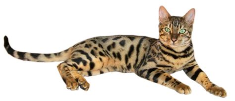Bengal Wikipedia
