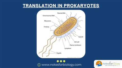 Translation In Prokaryotes Best Biology Notes