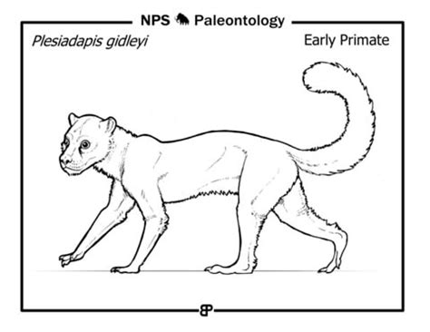 Prehistoric Primate Plesiadapis Gidleyi Coloring Page Free