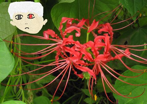 Kaneki With Spider Lily By Kurekumo On Deviantart