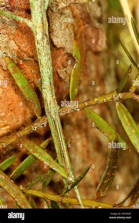 Smooth Stick Insect Clitarchus Hookeri On Totara Tree Stock Photo Alamy