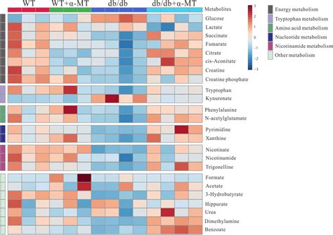 frontiers α methyltryptophan mediated protection against diabetic nephropathy in db db mice as