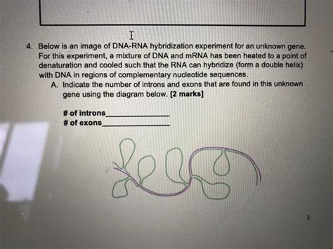 Solved I 4 Below Is An Image Of Dna Rna Hybridization