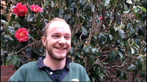Camellia Pruning Youtube