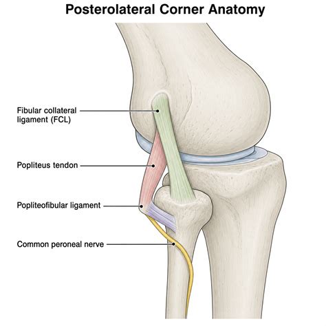 Posterolateral Corner Injuries Orthovellum