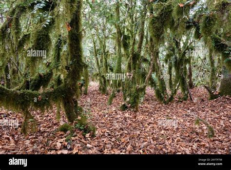 Green Bearded Lichen Usnea Sp Affecting Common Box Trees Or Boxwood