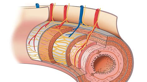Mesentery