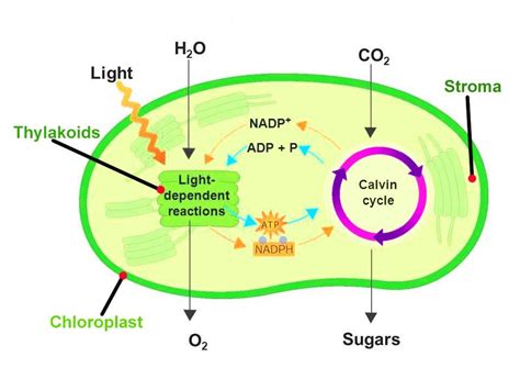 What Is Atp And Nadph In Photosynthesis Wasfa Blog