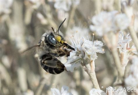 Common Digger Bees From Richland Wa Usa On August 25 2024 At 02 27