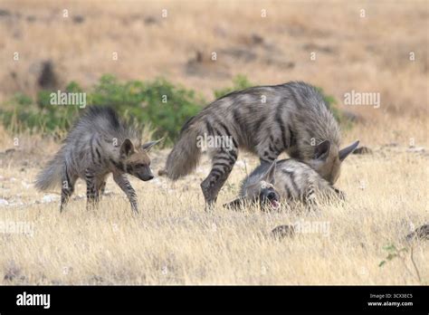 Pair Of Playful Striped Hyena Cubs In The Grasslands Of Maharashtra