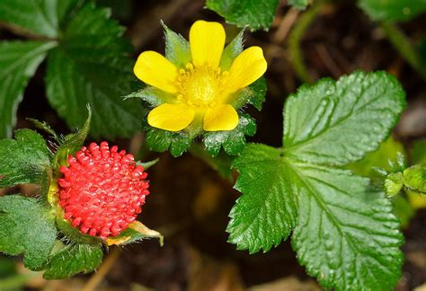 Angiospermas Plantas Con Flores Las Angiospermas Plantas Y Jardín