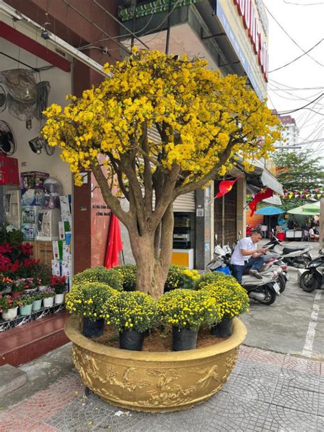 Ly Kỳ Chuyện Bỏ 24 Tỉ đồng Mua Cây Cảnh Của Con Cha Không Cho Lấy Tin Nổi Bật Việt Giải Trí