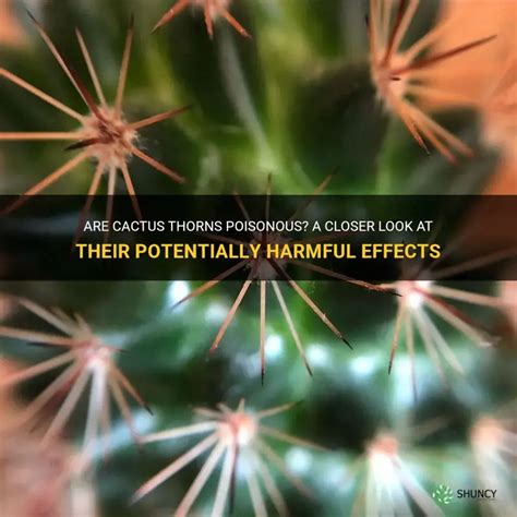 Are Cactus Thorns Poisonous A Closer Look At Their Potentially Harmful