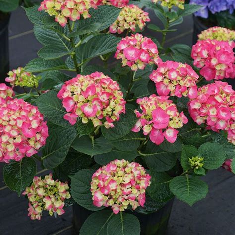 Wee Bit Giddy Hydrangea With Bold Magenta Flowers