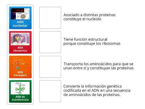 Funciones Del Arn Associação