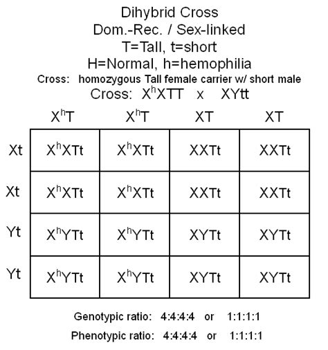 Hemophilia For The Second Sex Linked Trait Biological Science Picture Directory Pulpbits Net
