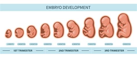 Embryo In The Womb Set Development And Growth Of The Fetus At Different Stages Of Pregnancy