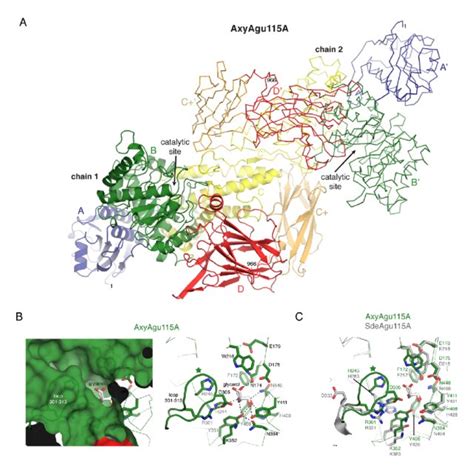 Examples Of Microbial β Xylosidase Inhibition By D Xylose Download
