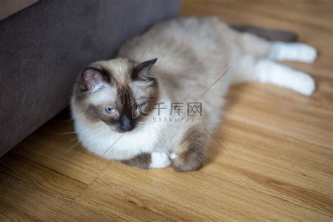 猫咪动物宠物重点色布偶猫高清摄影大图 千库网