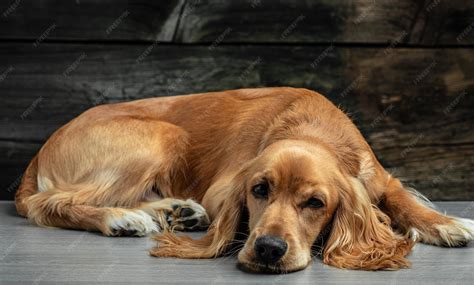 Premium Photo Cocker Spaniel Puppy Laying Down On A Dark Background