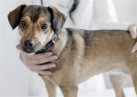 Fact Sheet How To Determine A Kittens Sex Humanepro By The Humane Society Of The United States