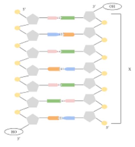 10 Structure Dun Brin Dadn 1 Diagram Quizlet