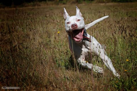 Apollo The Deaf Pit Bull