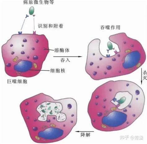 组胚学习笔记：结缔组织 知乎