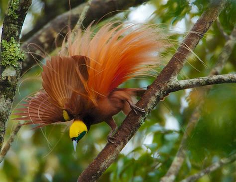 Raggiana Bird Of Paradise Life Expectancy