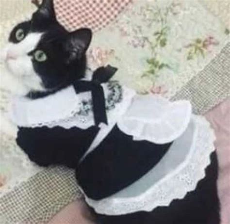 Hello Kitty Kingdom I Come From The Rat Empire To Offer My Services As