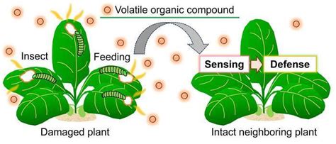 Plant Communication Visualised International Sciencelink