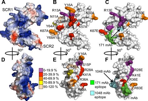 Isolating The Epstein Barr Virus Gp350220 Binding Site On Complement
