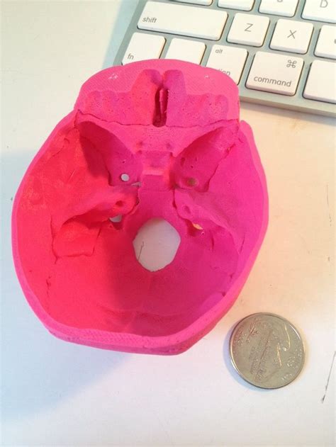 Anatomically Correct Human Skull By Muse7789 Human Skull 3d Printing