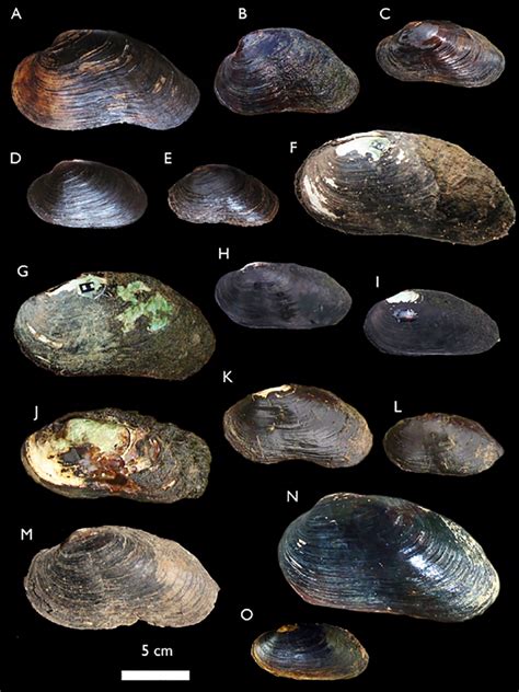 Quelques Coquilles De Grande Mulette A E Charente Adulte Subadulte Download Scientific