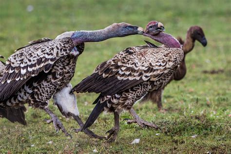 Pictures Of Vultures Feeding On Carcasses National Geographic